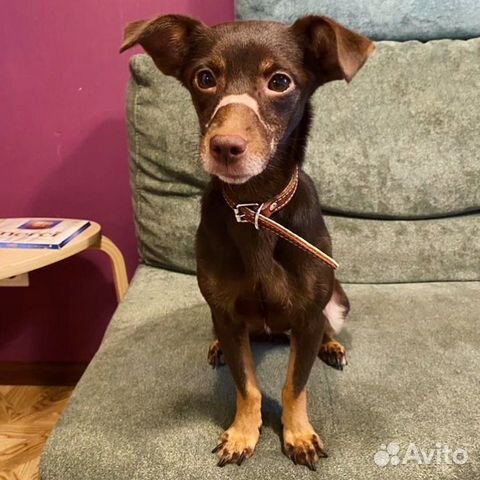 Каштанка в заботливые ручки