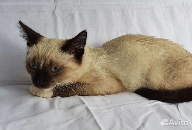 Котёнок Тайский в добрые руки