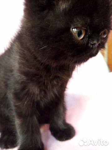 Котята экзоты