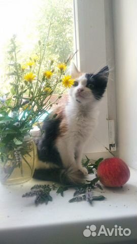 Отдадим котенка