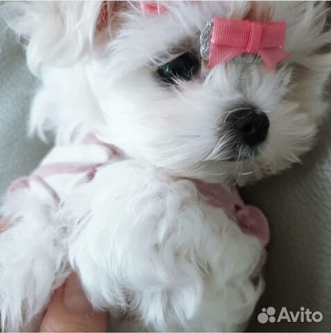 Мальтезе девочки