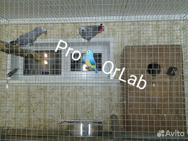 Пара серых попугаев