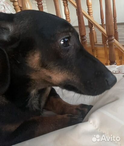 Такса+Джэк Рассел