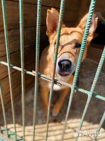 Добрая собака погибнет в приюте, помогите ей