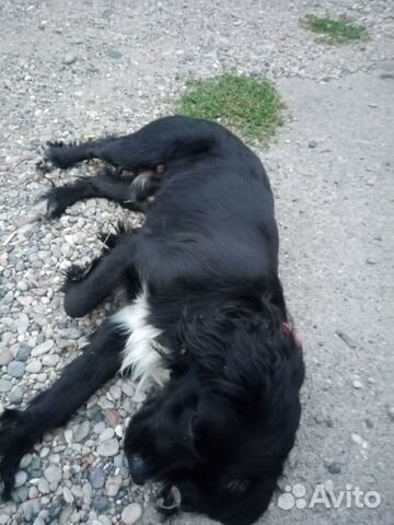 Найдена собака спаниель