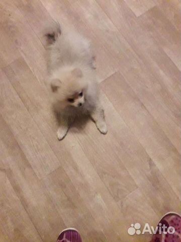 Щенок шпица девочка