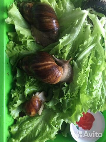 Улитки ахатины