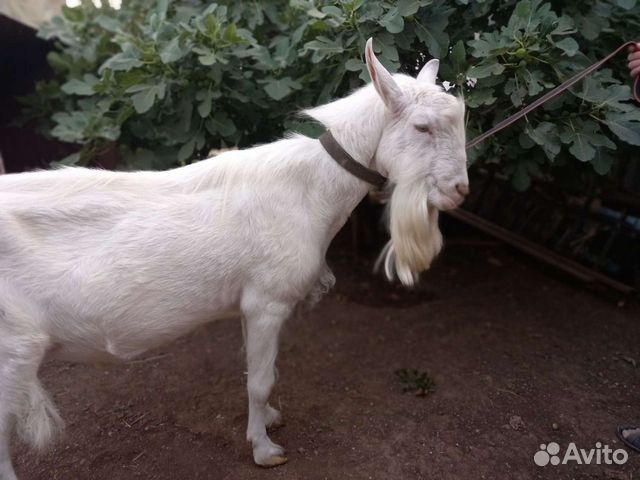 Зааненский Козел для огула ваших коз