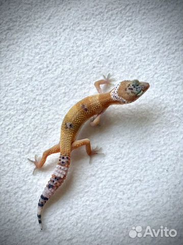 Маленькие и взрослые самки эублефара