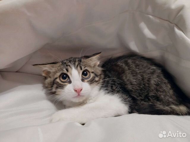 Котик 4 месяца