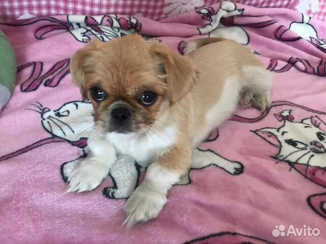 Щенок пекинеса