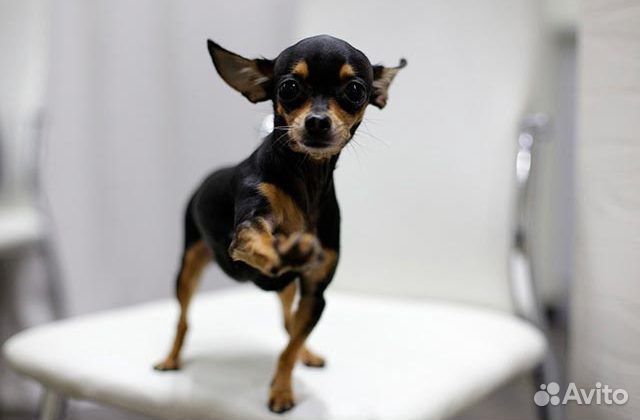 Мини той-терьер