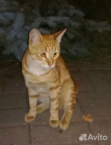 Шикарные рыжики в добрые руки