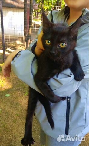 Котенок в хорошие руки