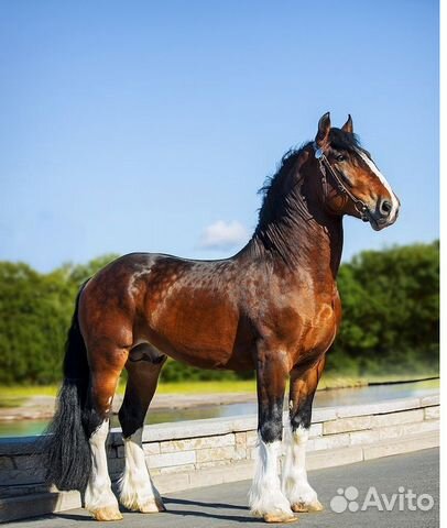 Владимерская кобылка