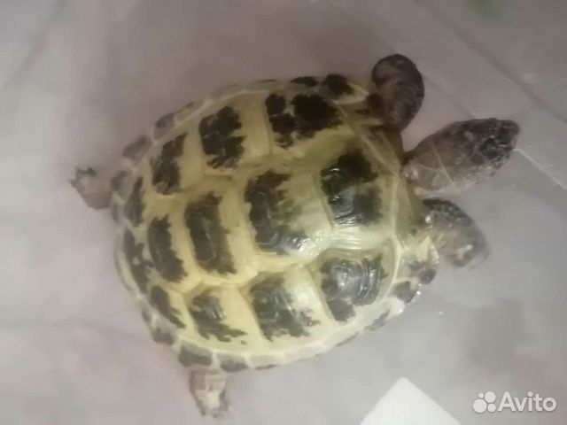 Черепаха сухопутная