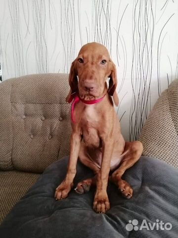 Собака венгерская выжла