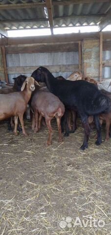 Продам барашек