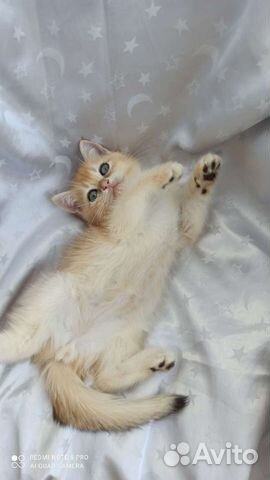 Британец ny 12