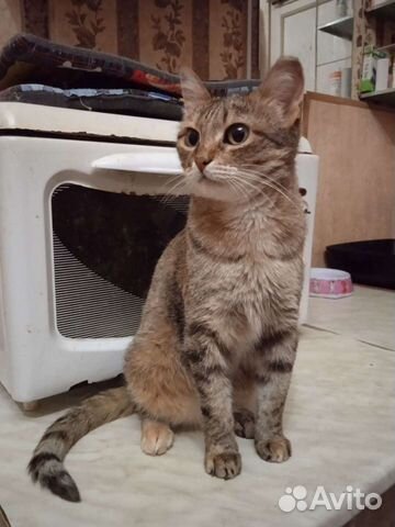 Кошка европейская