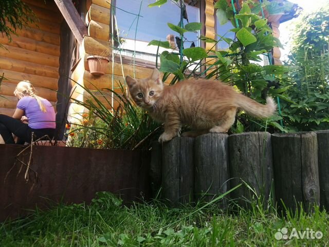 Курильский бобтейл