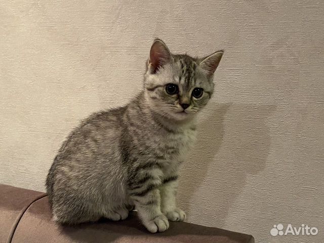 Британский кот