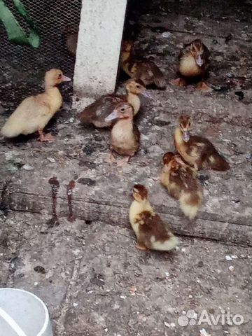 Утята индаутки