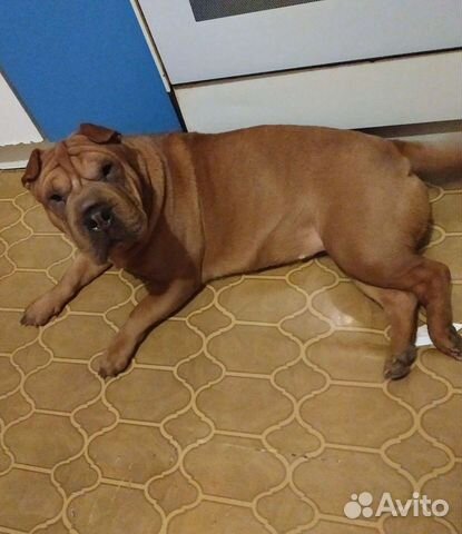 Собака шарпей