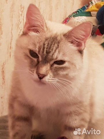 Кошка,бесплатно