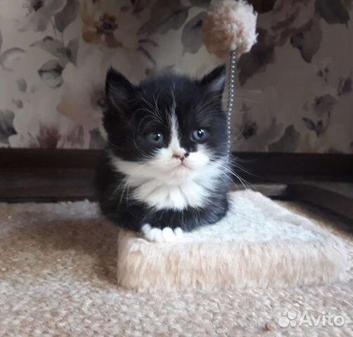 Кот учёный Черчиль