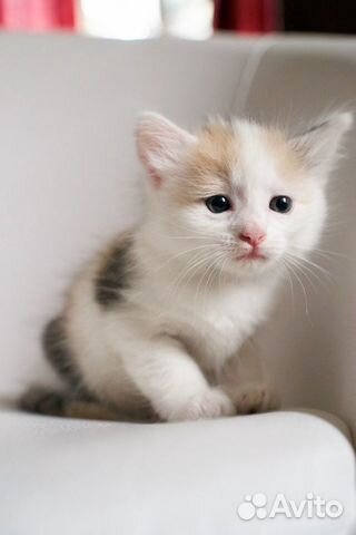 Котятки-цыплятки ищут любящую семью