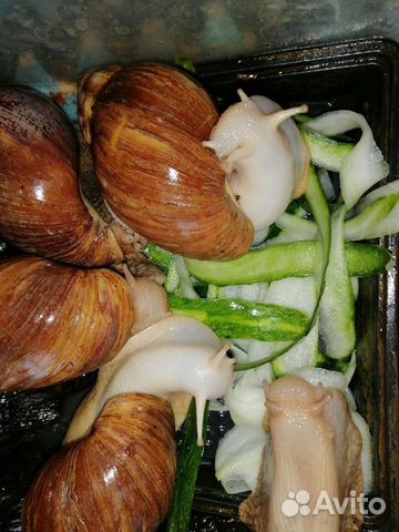 Улитка ахатины 5 шт