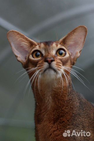 Абиссинские котята