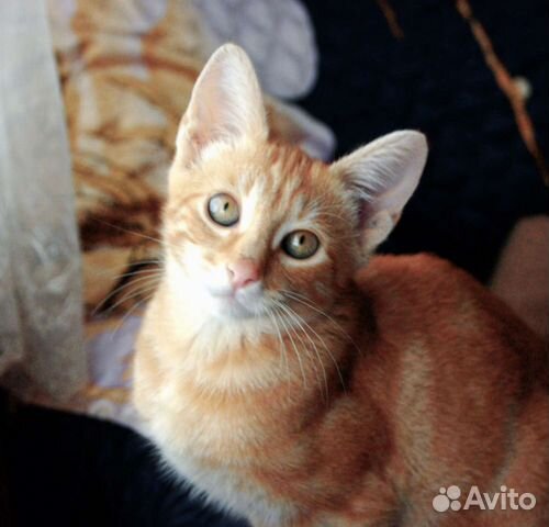 Котенок мальчик