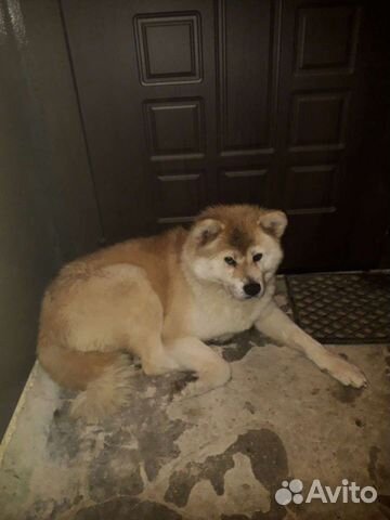 Акита ину бесплатно