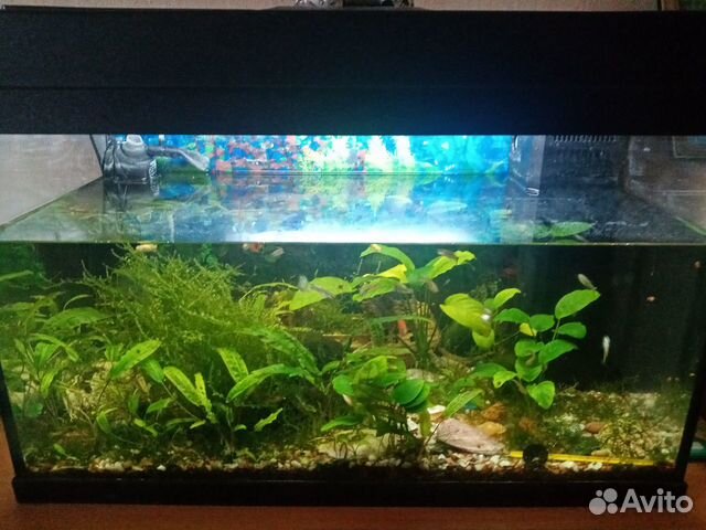 Аквариум