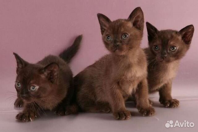 Бурманск ий соболь