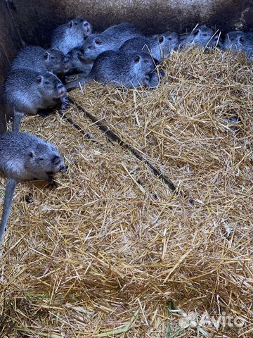 Продаются нутрии светлое серебро