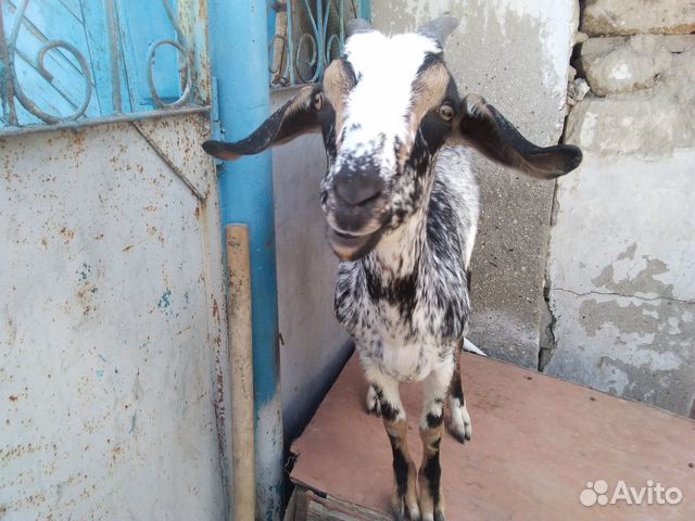 Продаётся козочка