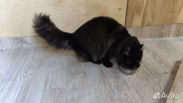 Пушистая черная Дымка в дар 1 годик