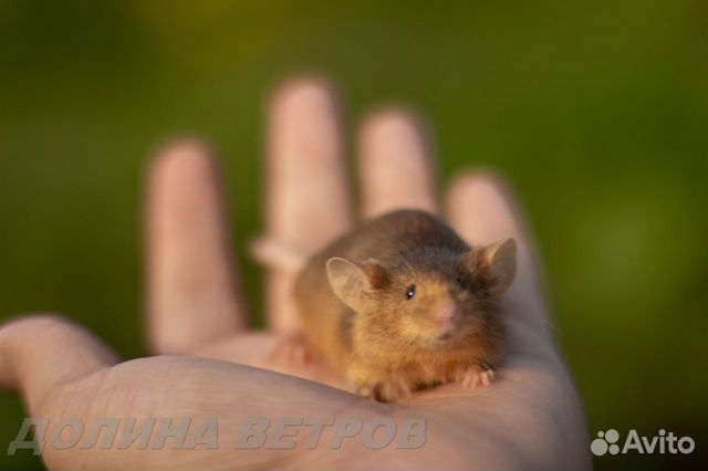 Мальчик мышонок длинношерстный тигровый