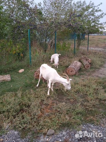 Продают Козу и двух козлят