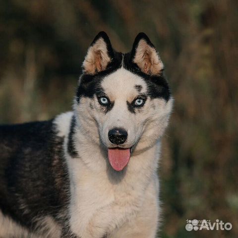 Сибирский хаски