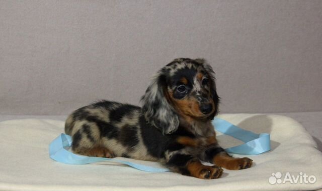 Черно/мраморные кроль/мини длинношерстные