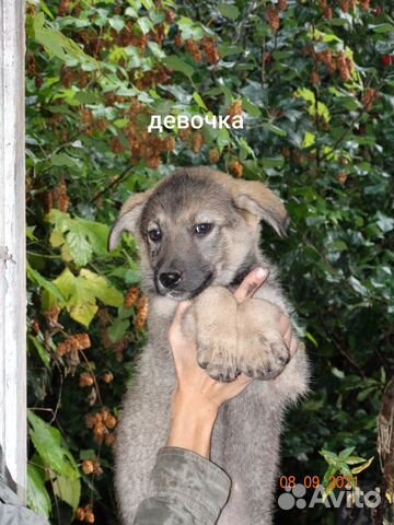 Собаки бесплатно в добрые руки щенки