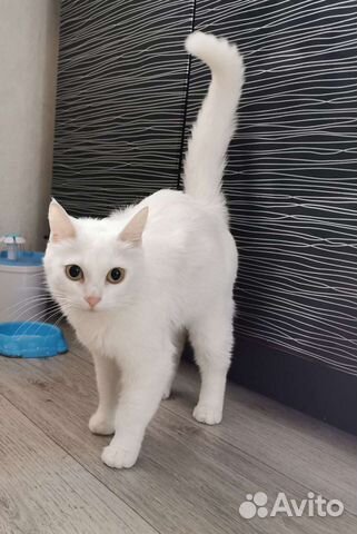 Турецкая ангора ищет жениха