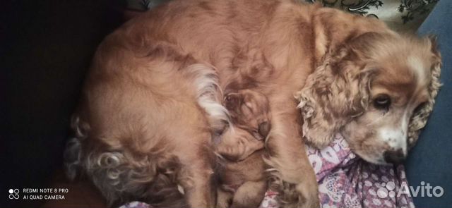 Продам английского кокер спаниеля
