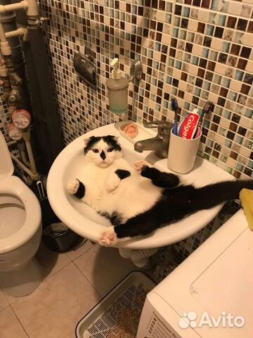 Вислоухий котенок