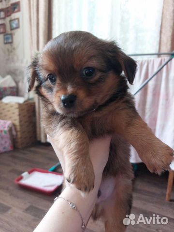 Щенки метисы чихуахуа
