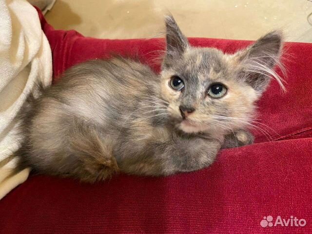 Сибирский котенок девочка в дар 2 мес